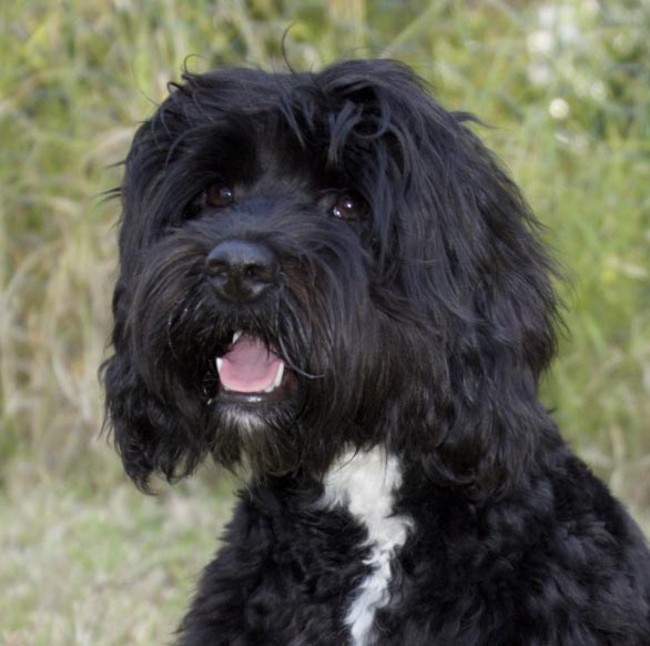 Dog Profiles - RIDGY DIDGE INDY ROSE - Indy - Ridgy Didge Cobberdogs