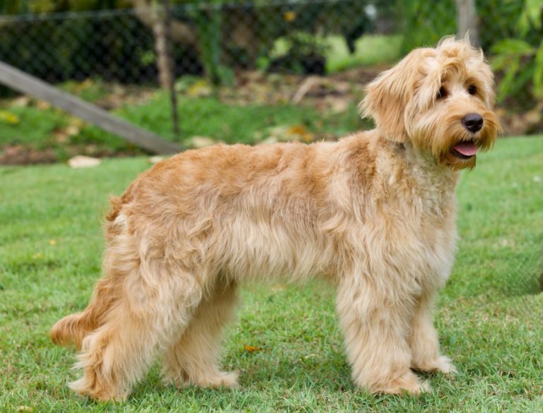 Cobberdog Breed - Ridgy Didge Cobberdogs
