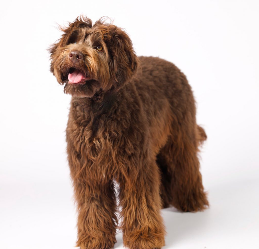 Dog Profiles - CARALEE ZOE - Zoe - Ridgy Didge Cobberdogs